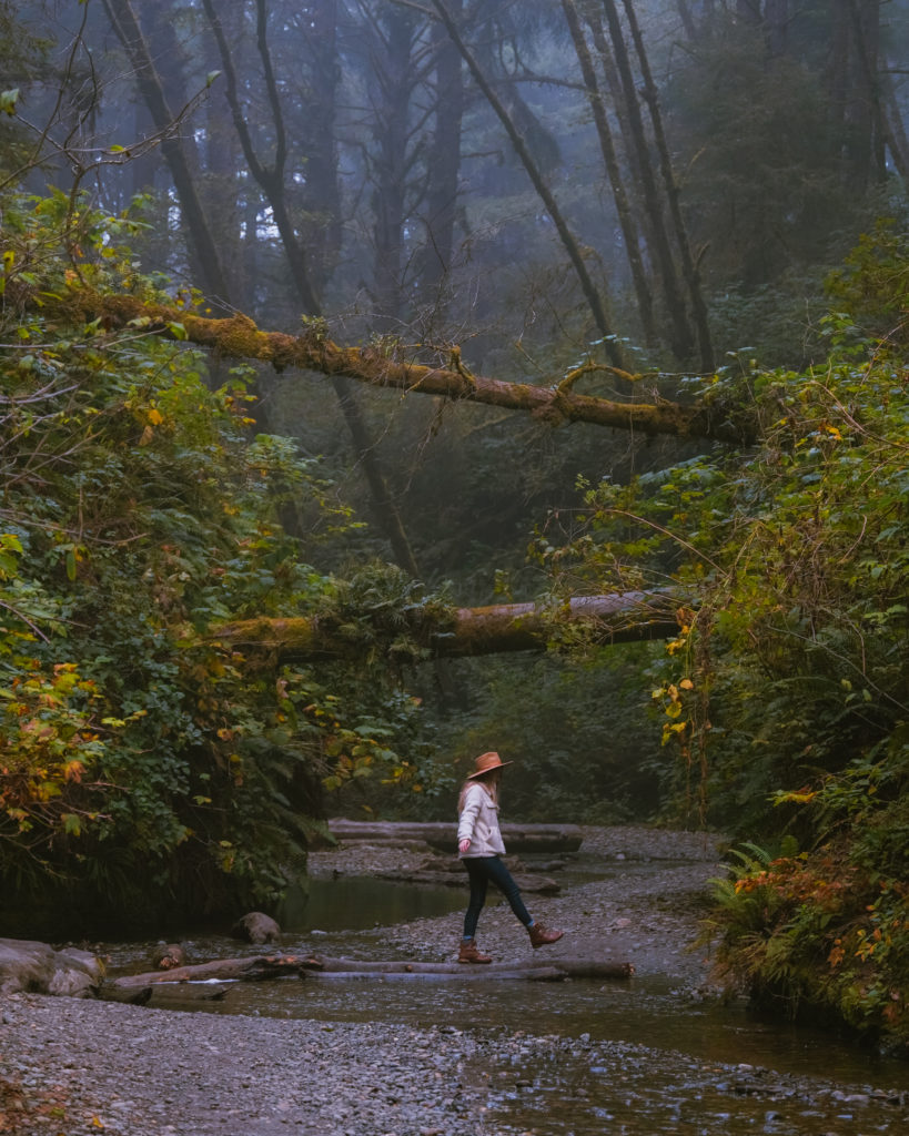 Fern Canyon: A complete guide to finding the Lost World - Miss Rover