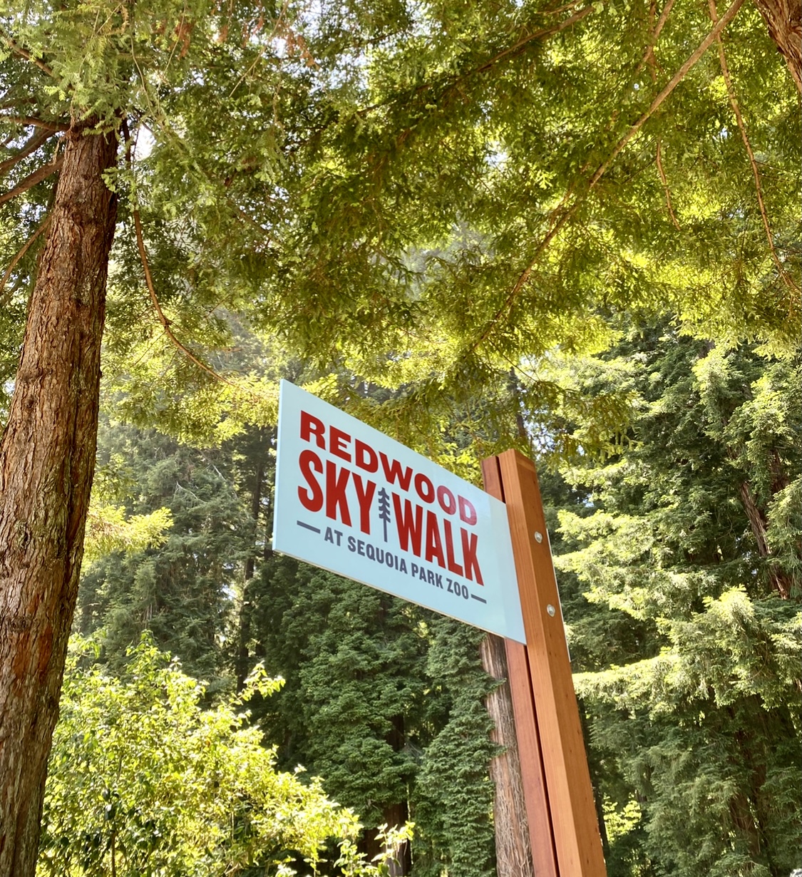 The Redwood Sky Walk in California: complete guide to adventure bridges ...