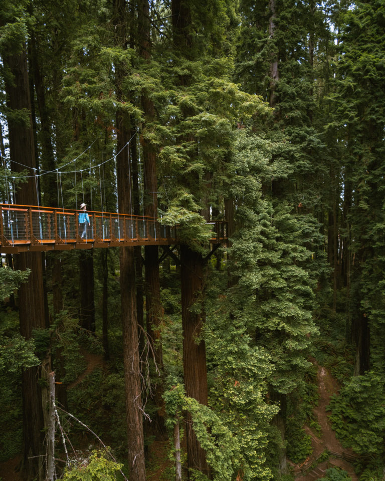 The Redwood Sky Walk in California: complete guide to adventure bridges ...