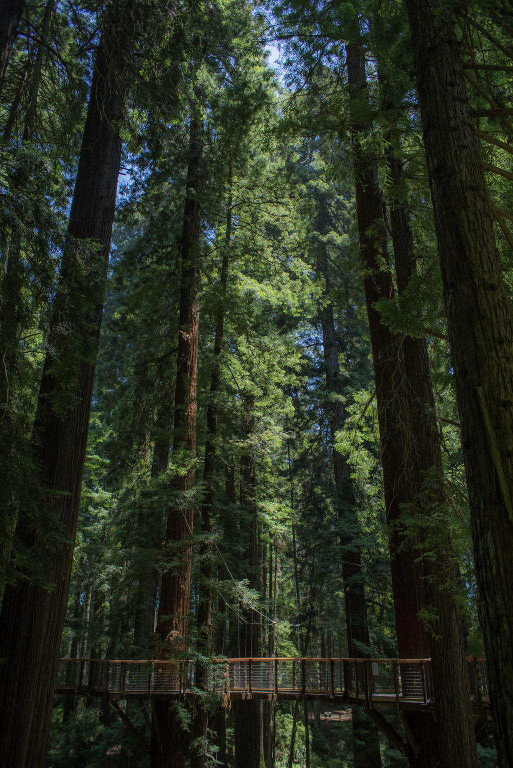 The Redwood Sky Walk in California: complete guide to adventure bridges ...